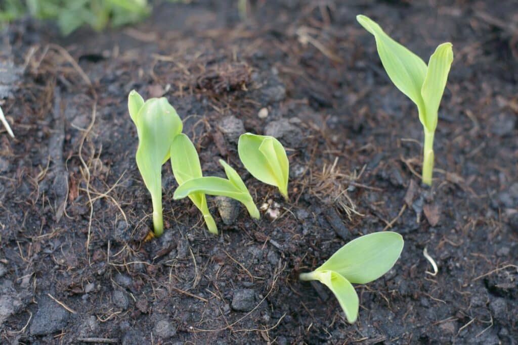 4 Different Corn Growth Stages