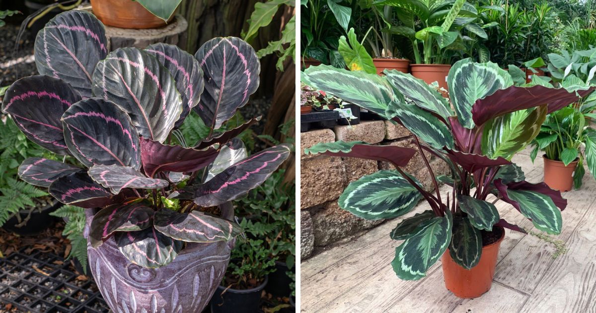 Calathea Roseopicta (Rose-Painted Calathea) Growing Guide