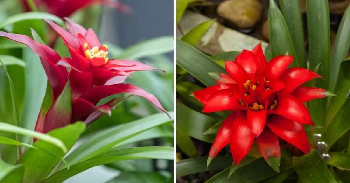 Guzmania Lingulata Full Growing Guide