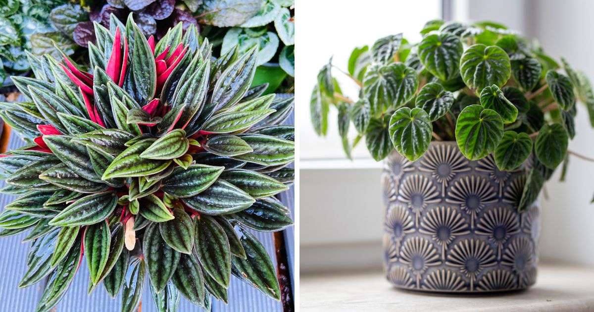 Detailed Peperomia Caperata Growing Guide