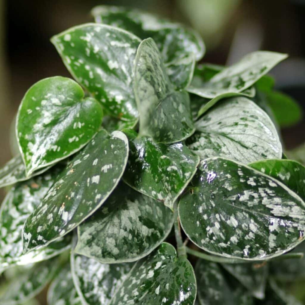 How To Grow Plants In Plastic Bottles