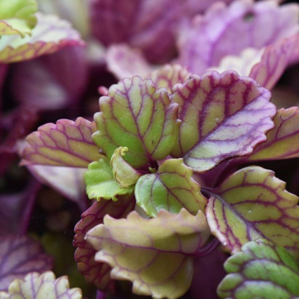 Angel Wing Begonia Growing Guide
