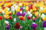 17 Tulip Growing Problems and Gardening Mistakes You Should Avoid