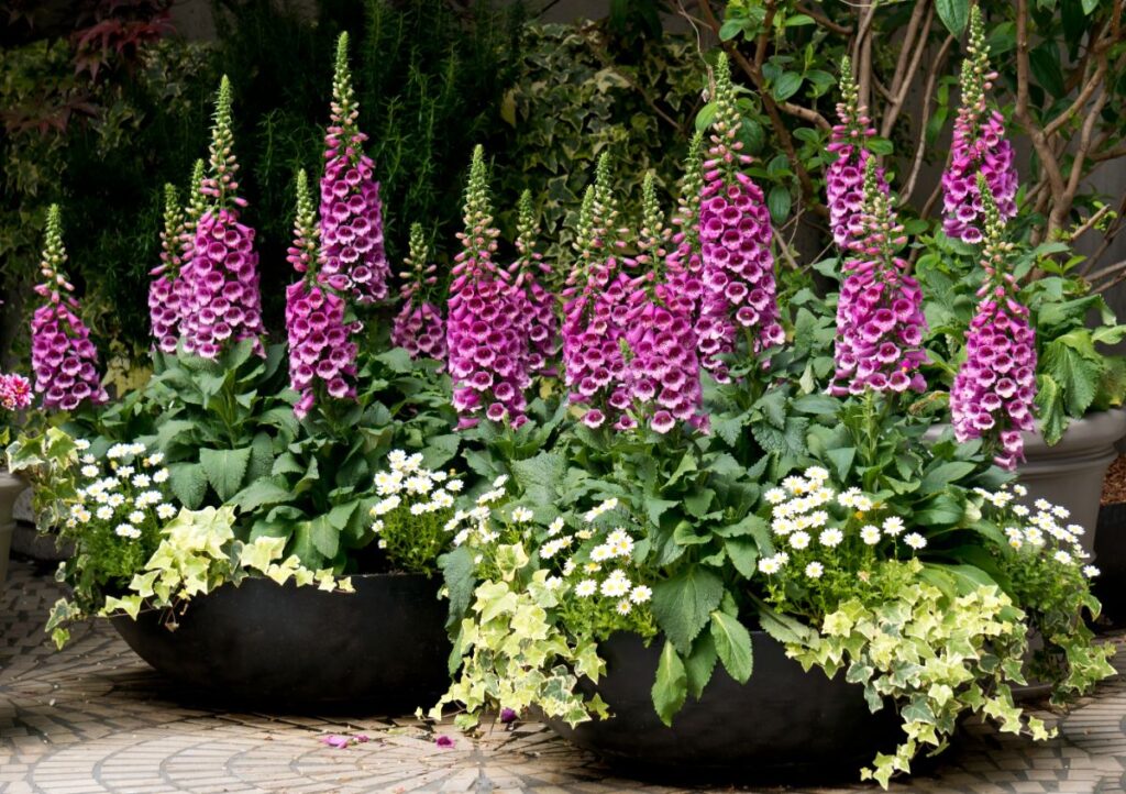 14 Foxglove Gardening Mistakes and Problems + How to Fix Them