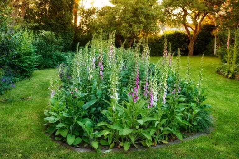 14 Foxglove Gardening Mistakes and Problems + How to Fix Them