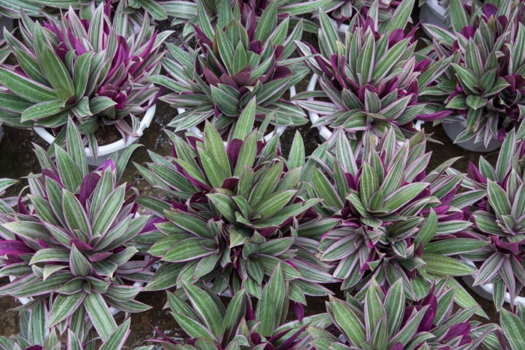 Moses In The Cradle Growing Guide (Tradescantia spathacea)