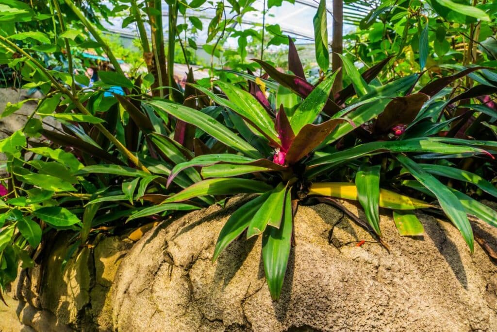 Moses In The Cradle Growing Guide (Tradescantia spathacea)