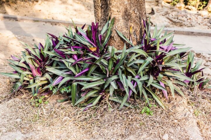Moses In The Cradle Growing Guide Tradescantia Spathacea