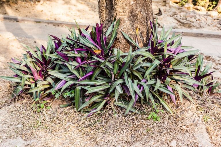 Moses In The Cradle Growing Guide (Tradescantia spathacea)