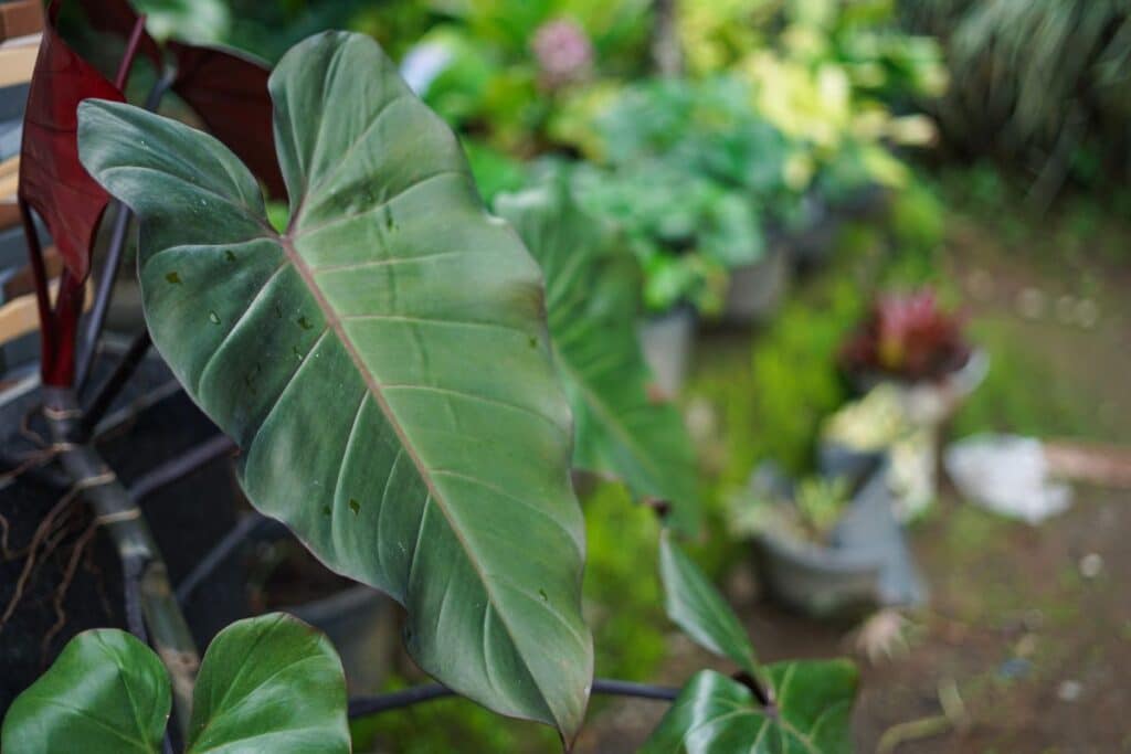 Blushing Philodendron Growing Guide (Philodendron erubescens)