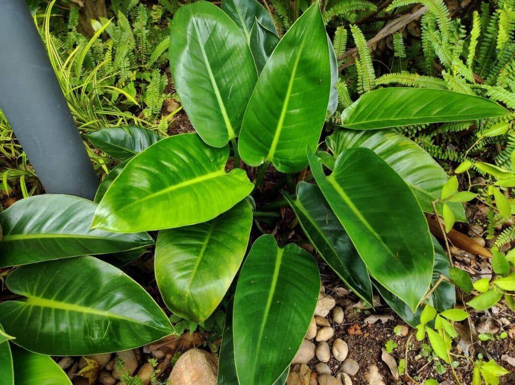 Blushing Philodendron Growing Guide (Philodendron erubescens)