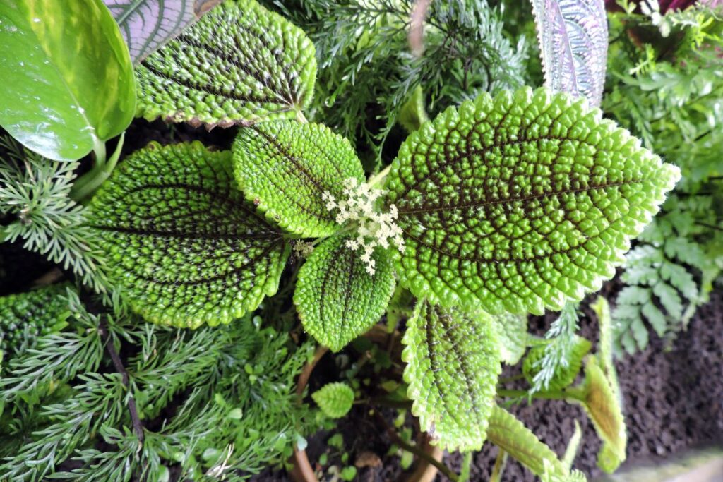 Moon Valley Friendship Plant Growing Guide