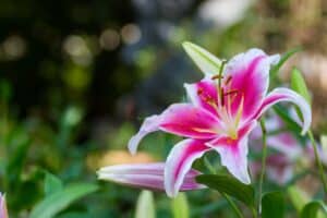 12 Lily Growing Problems and Mistakes You Should Avoid + Solutions