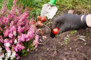 17 Tulip Growing Problems and Gardening Mistakes You Should Avoid