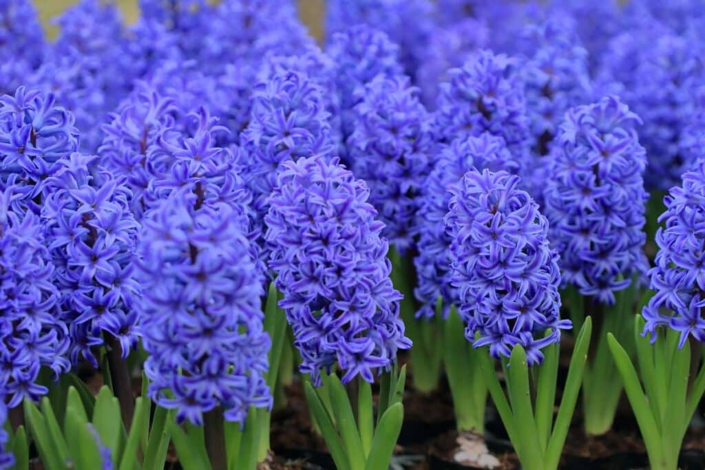 Best Way To Plant Hyacinth In The Fall For Fabulous Spring Blooms