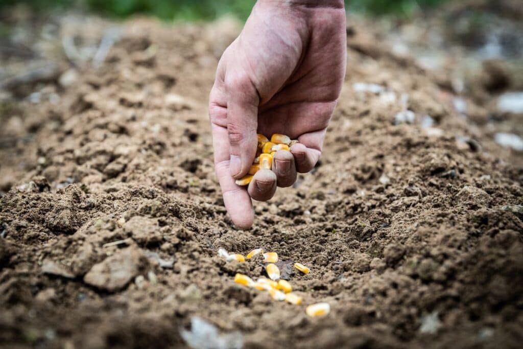 4 Different Corn Growth Stages