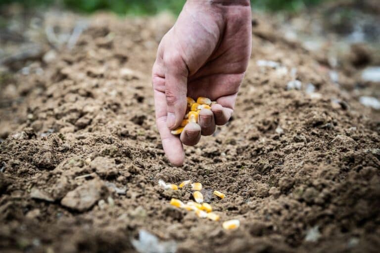 4 Different Corn Growth Stages