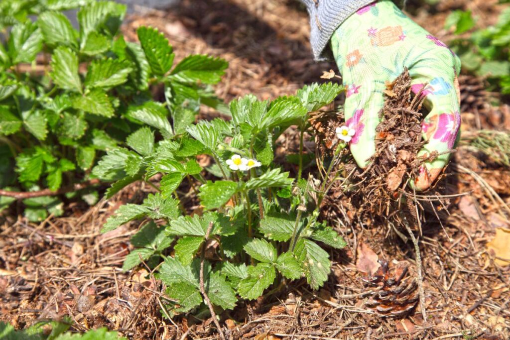 7 Steps To Prepare Your Strawberry Plants For Winter (Fall Strawberry ...