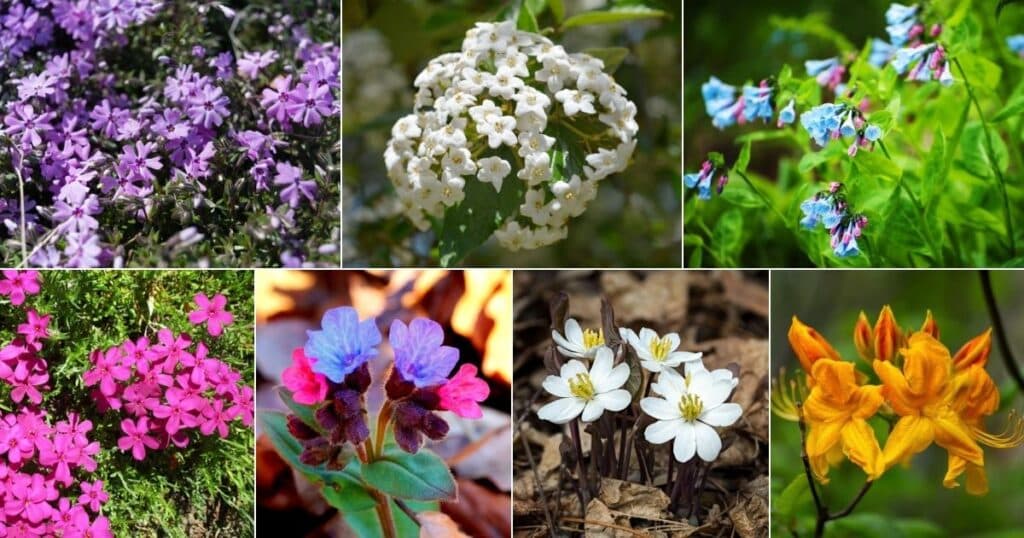 Top 25 Perennial Flowers To Plant In Spring