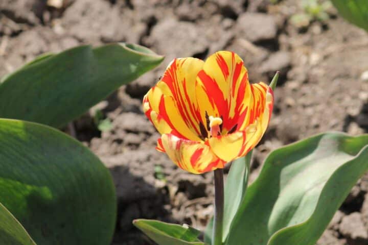 17 Tulip Growing Problems and Gardening Mistakes You Should Avoid