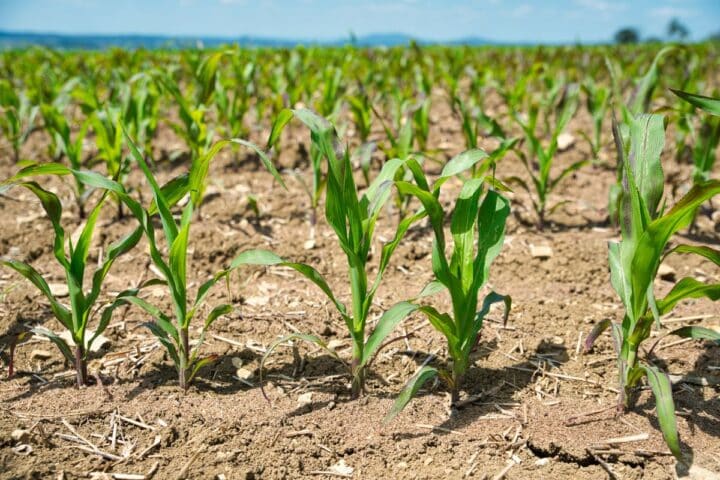 4 Different Corn Growth Stages