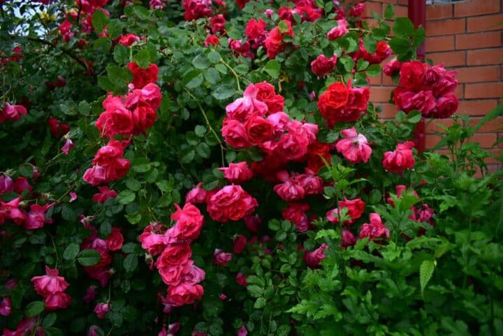 30 Climbing Plants with Flowers (Long Blooming)