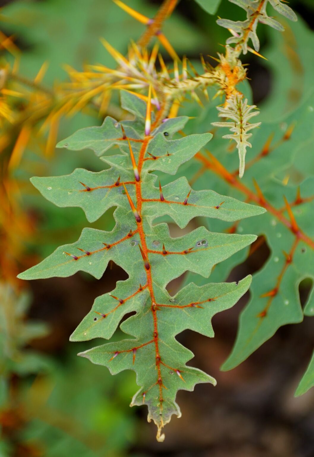 20 Popular Plants with Thorns (With Names and Photos)