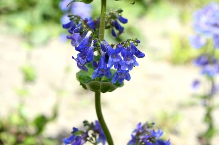 Penstemon Varieties And Growing Guide