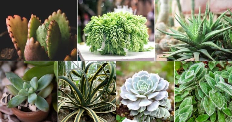 20 Plants With Thick Leaves (Names And Photos)