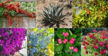 20 Popular Plants with Thorns (With Names and Photos)