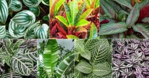 25 Plants With Naturally Striped Leaves (With Photos)