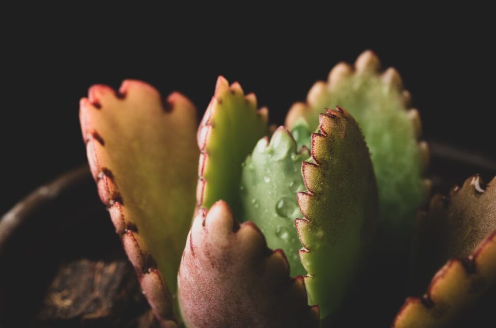 20 Plants With Thick Leaves (Names And Photos)