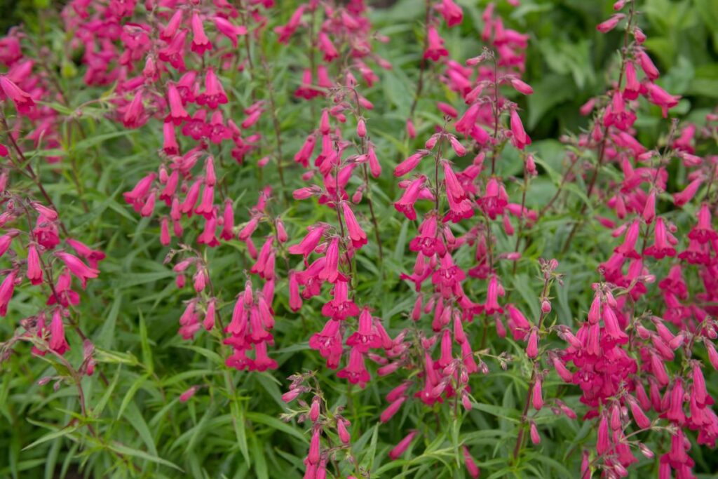 Penstemon Varieties And Growing Guide