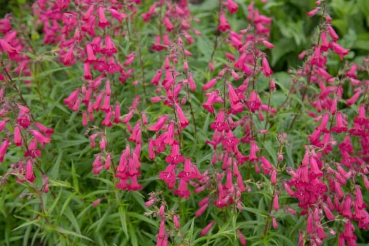 Penstemon Varieties And Growing Guide
