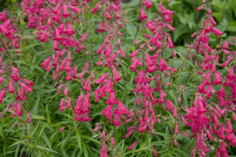 Penstemon Varieties And Growing Guide