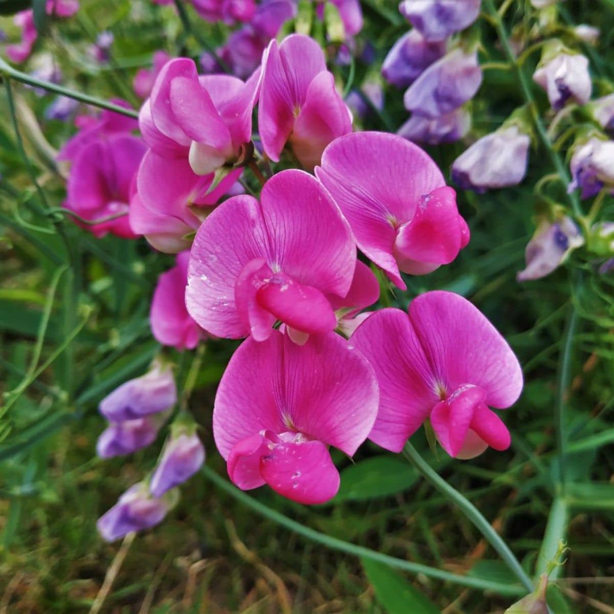 Top 7 Flowers That Start With N (With IMAGES)