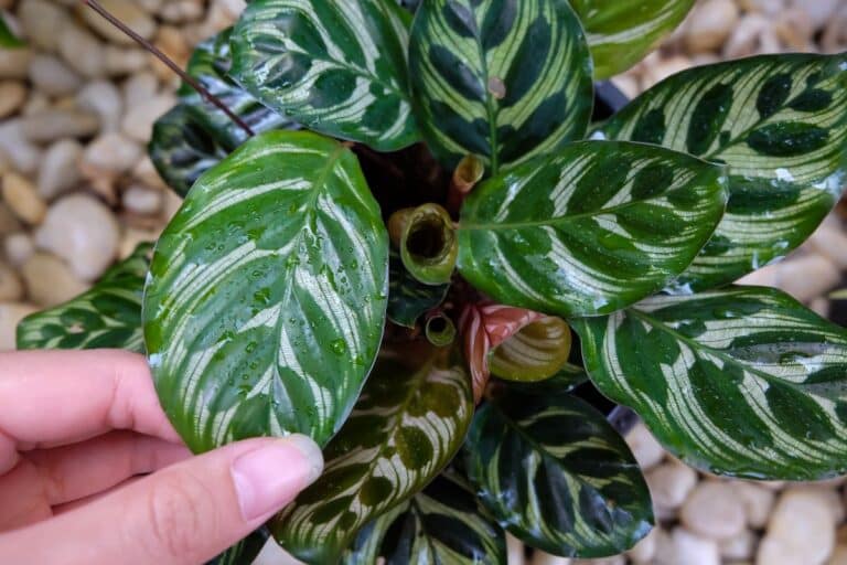 25 Plants With Naturally Striped Leaves (With Photos)