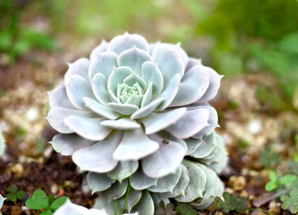 20 Plants With Thick Leaves (Names And Photos)