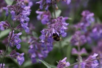Penstemon Varieties And Growing Guide