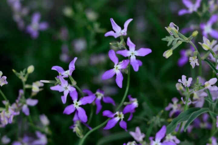 25 Flowers That Bloom At Night (With Names And Photos)