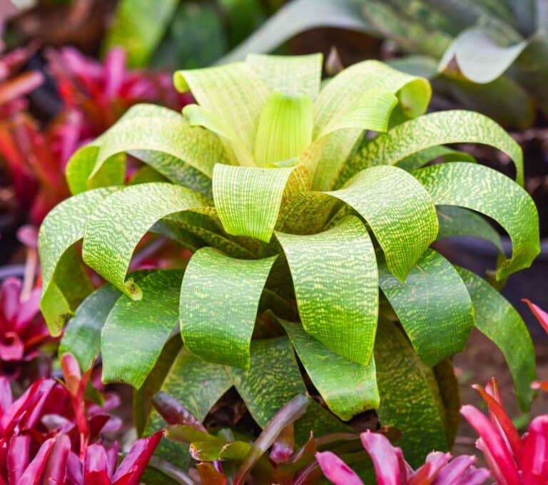 25 Plants With Naturally Striped Leaves (With Photos)