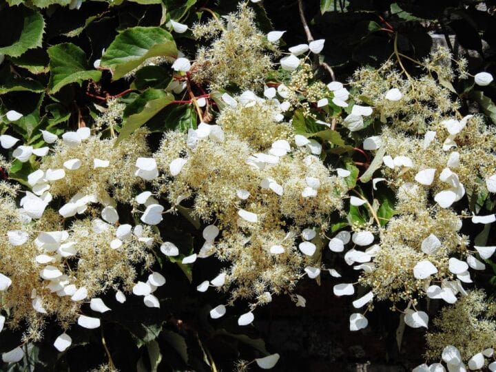 30 Climbing Plants with Flowers (Long Blooming)