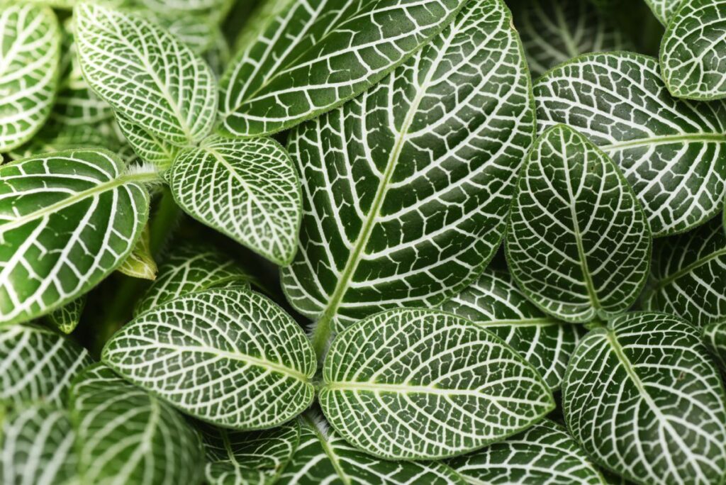 25 Plants With Naturally Striped Leaves (With Photos)