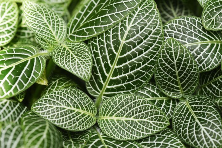 25 Plants With Naturally Striped Leaves (With Photos)