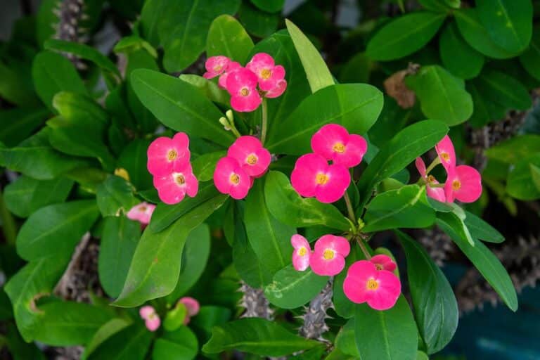 20 Popular Plants with Thorns (With Names and Photos)