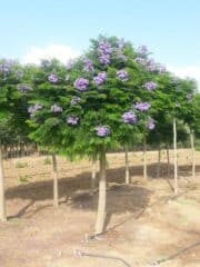 Bonsai Blue Jacaranda 'Jacaranda Mimosifolia' Growing Guide