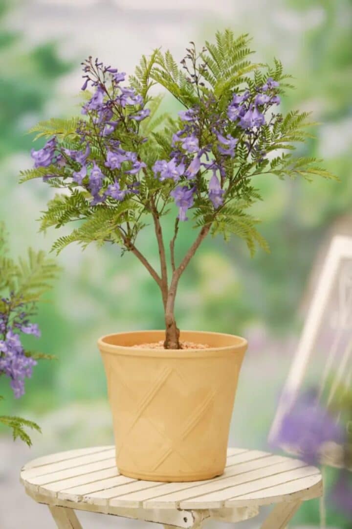 Bonsai Blue Jacaranda 'Jacaranda Mimosifolia' Growing Guide