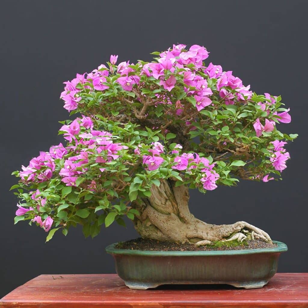 How Fast Does Bamboo Grow? (Bamboo Growth RATE Explained)