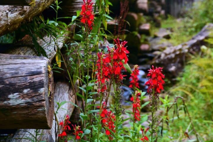 Lobelia Cardinalis Aquarium Plant Care Guide