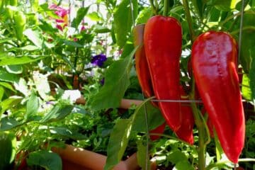 Marconi Red Pepper Growing Guide